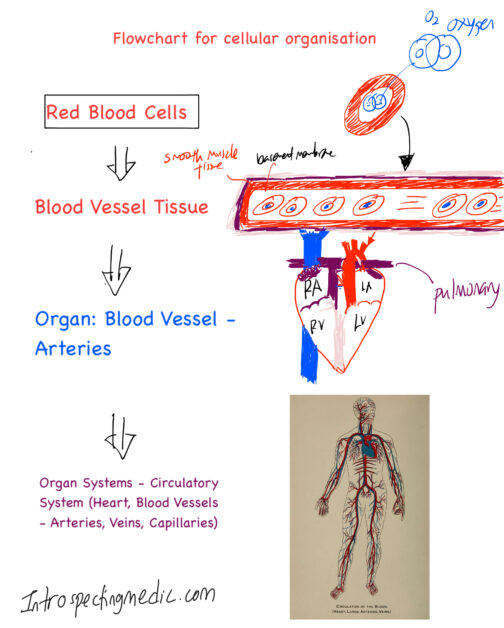 Cells Made Easy! (Lower Secondary Biology)